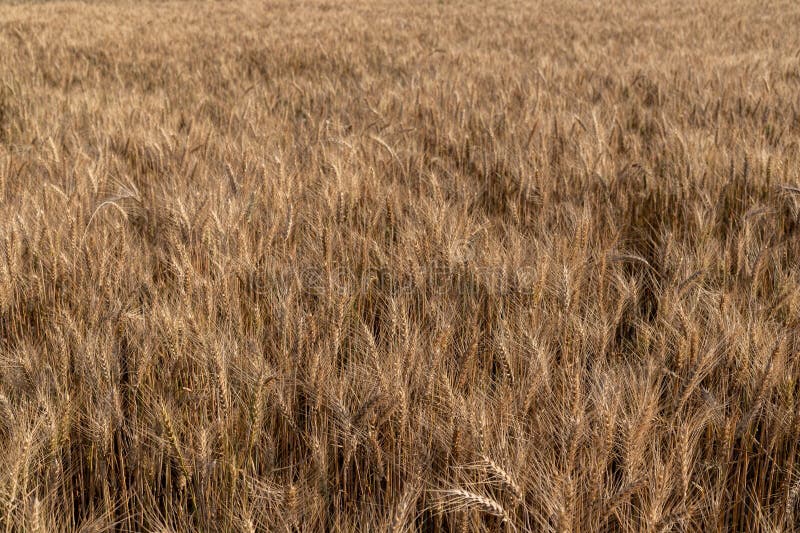 Wheat Crops Ripen and Ready To Be Harvested Stock Photo - Image of ...