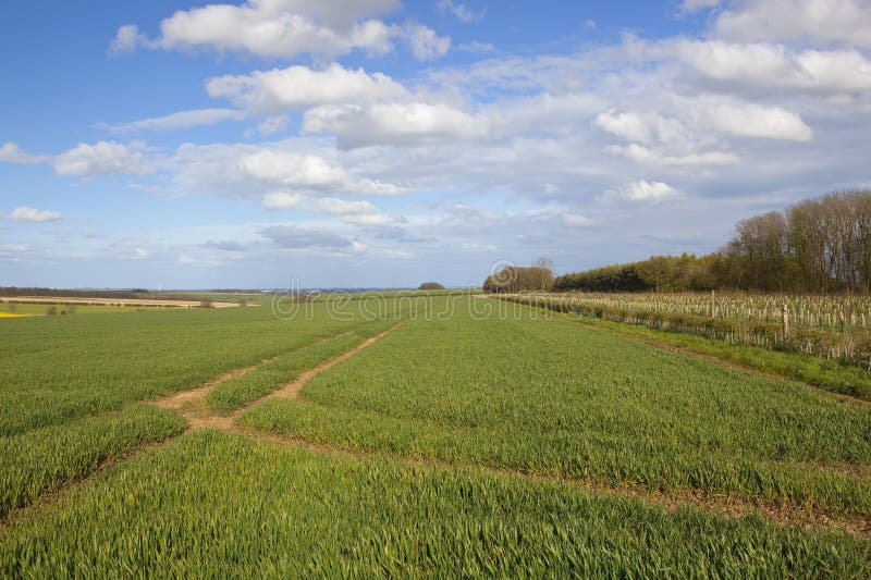 Wheat crops in springtime stock photo. Image of soil - 70909006