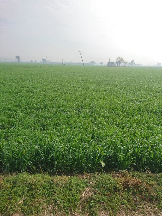 Wheat Crops and Winter Season Stock Photo - Image of high, crops: 168960008