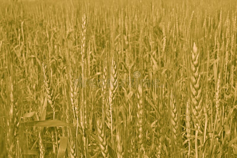 Wheat Cultivation and Farming Stock Image - Image of india, harvest: 647495