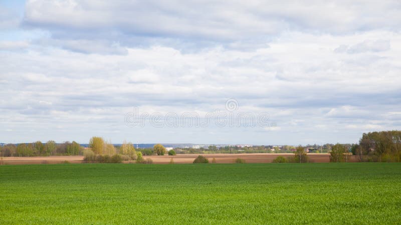 Wheat Cultivation in Russia. Shoots of Wheat in the Fields Stock Image ...