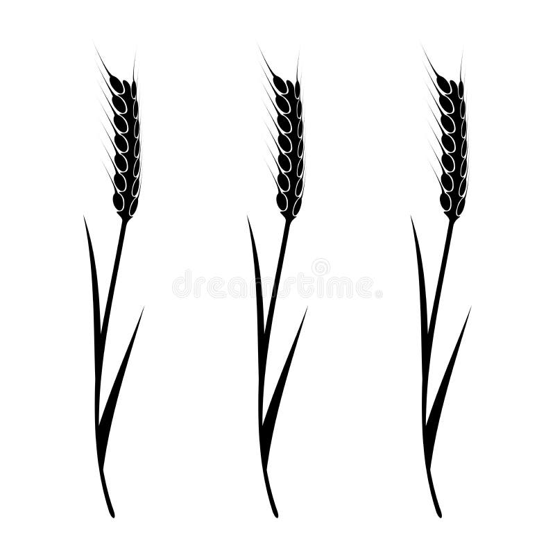 Stylized Wheat Head Or Spikes Isolated On White Background Vector Set ...