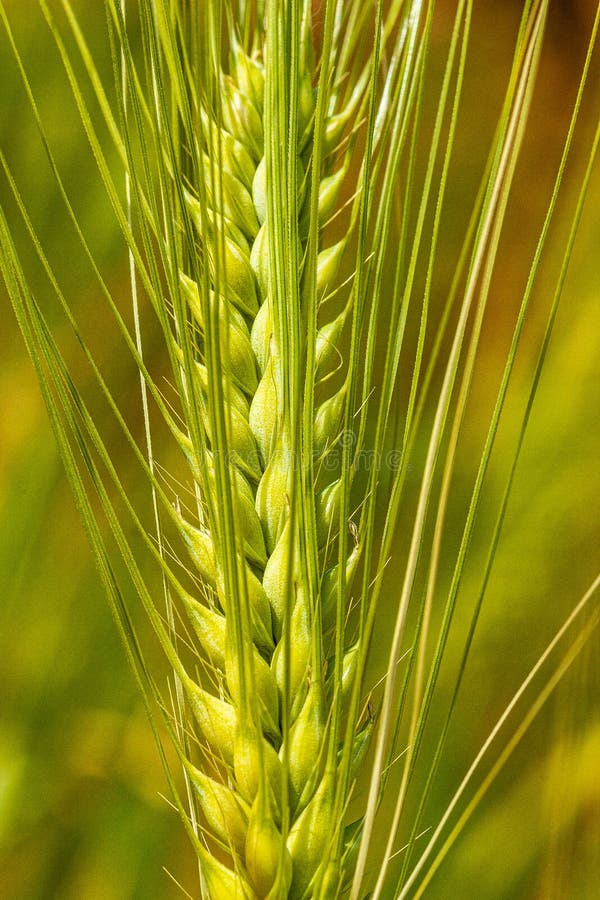 Wheat stock photo. Image of definition, field, agriculture - 176055780