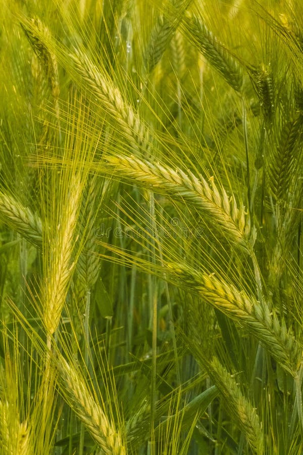 Wheat stock image. Image of harvesting, colors, definition - 42891183