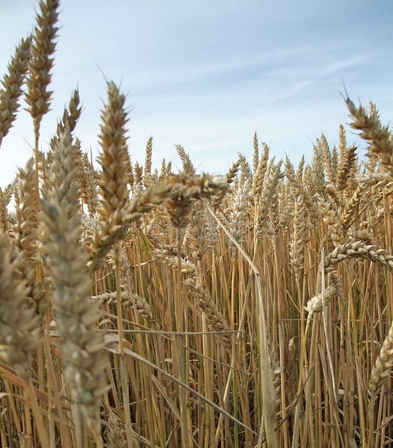 Wheat Detail at Summer Time Stock Photo - Image of cereal, farming ...