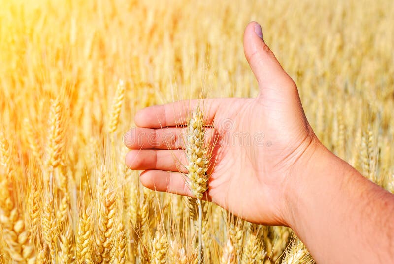 Wheat drought stock photo. Image of harvest, seed, hunger - 42383014