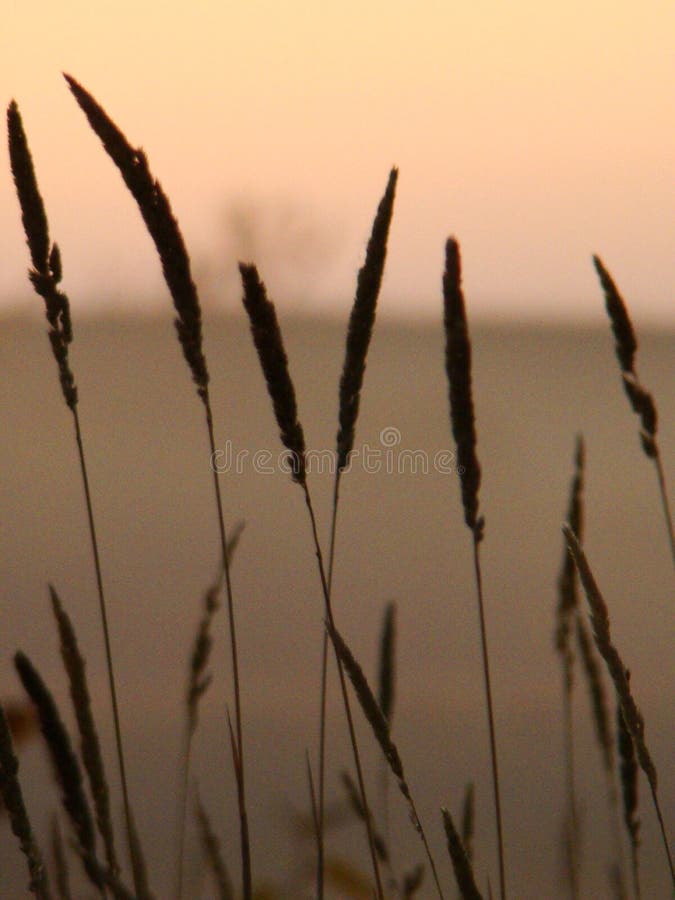 Wheat at dusk stock photo. Image of lake, fall, wheat - 53730188
