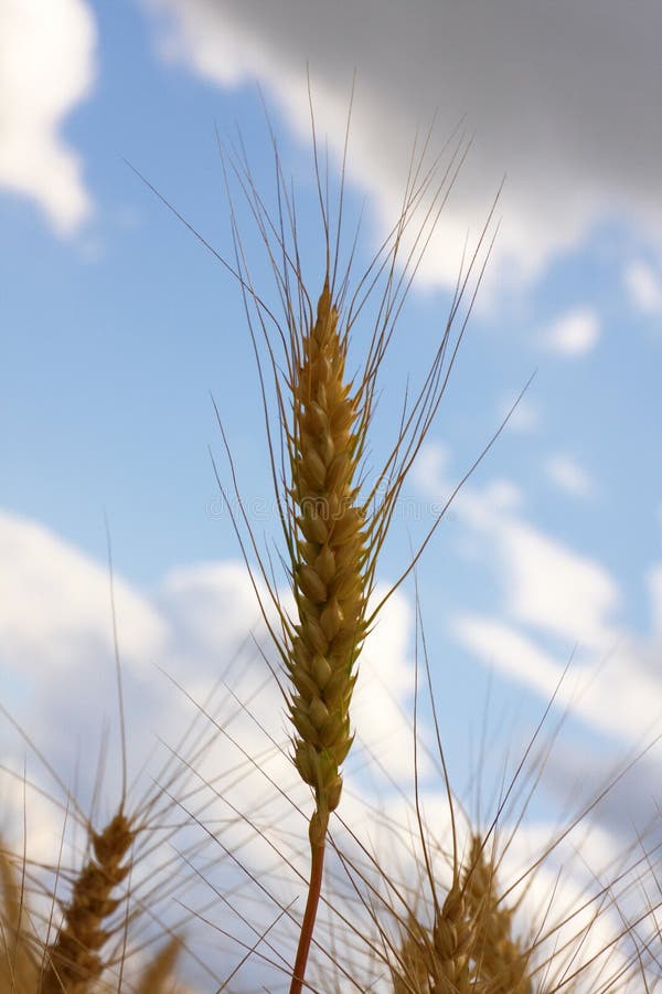 Wheat Culm Stock Photos - Free & Royalty-Free Stock Photos from Dreamstime