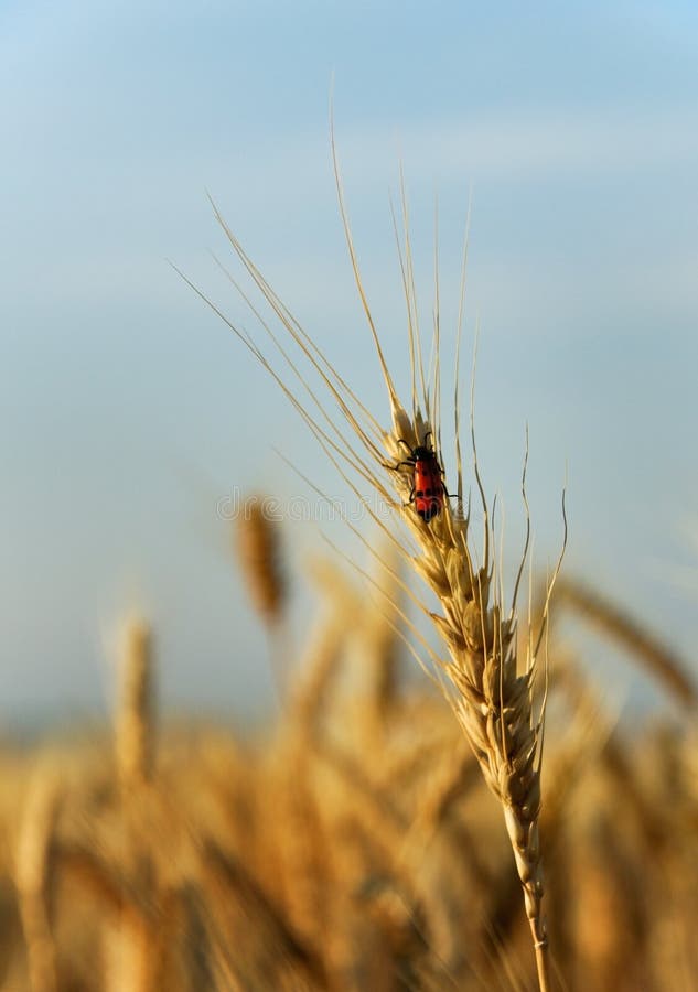 Wheat ear stock image. Image of close, sunlight, barley - 12868161