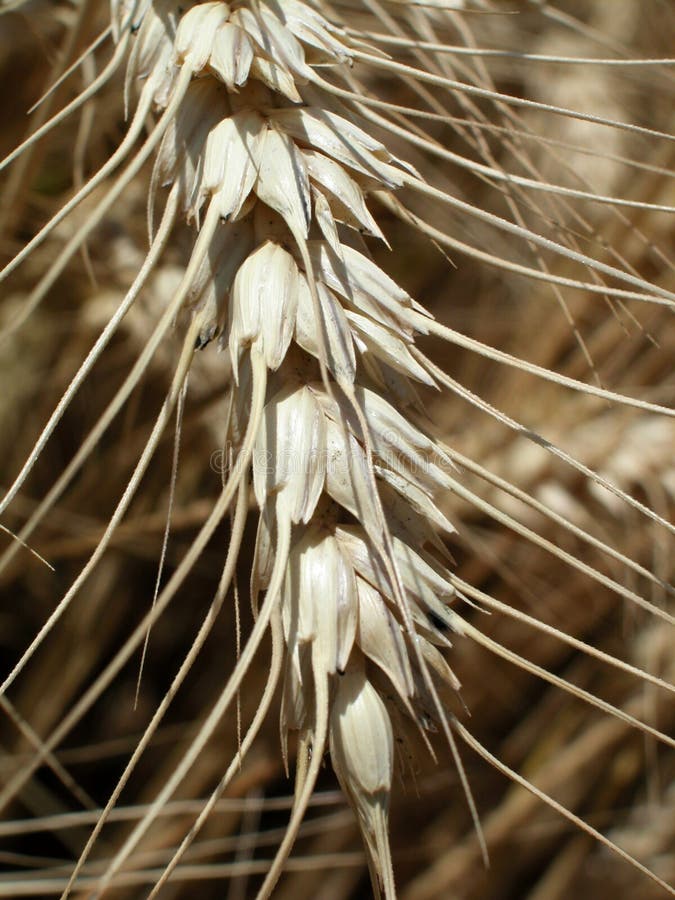 Wheat ear stock image. Image of golden, grow, farming - 12874751