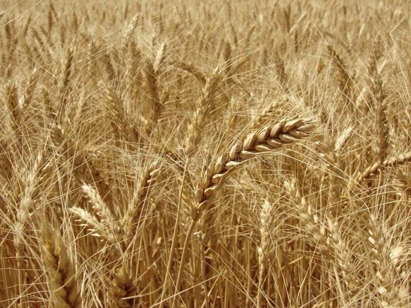 Wheat ear stock photo. Image of country, farm, landscape - 17947216
