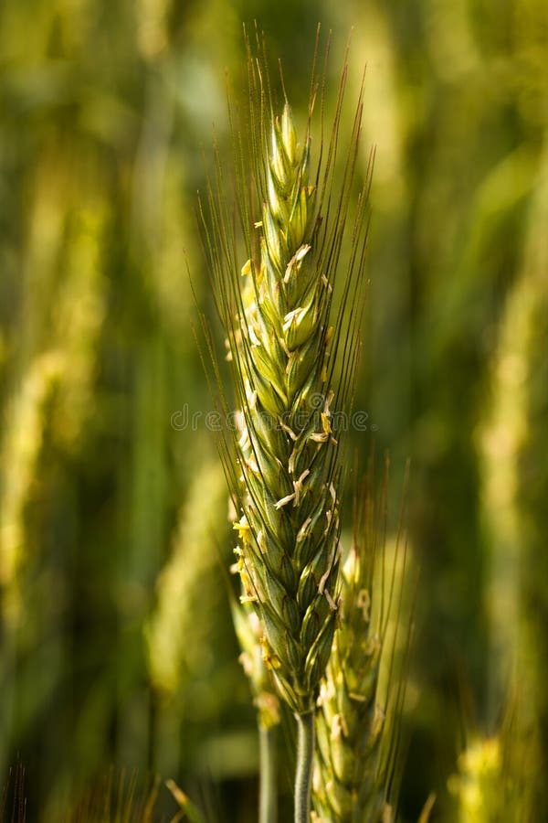 Pollination of Wheat with Bees. a Bee Sucks Nectar on a Spikelet of ...