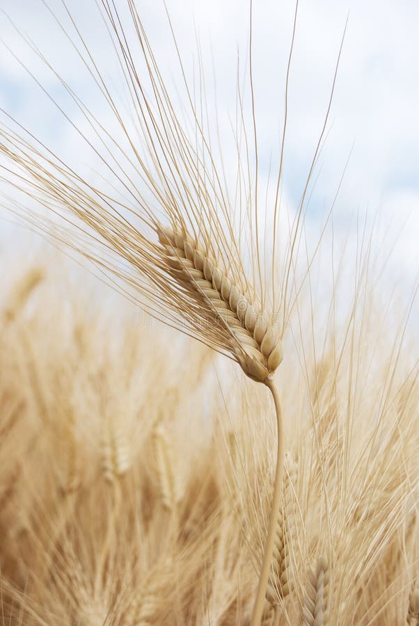 Wheat ear stock image. Image of rural, ripen, food, cereal - 5215647
