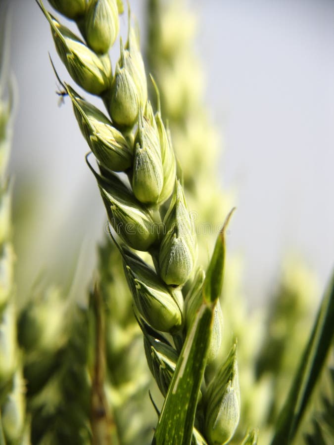 Wheat ear stock photo. Image of growing, harvest, summer - 967246