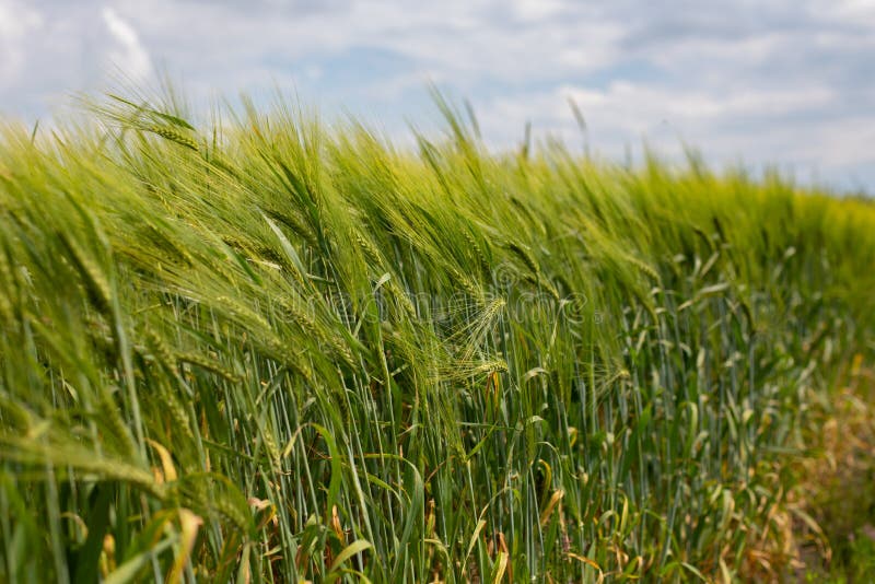 608 Golden Tall Wheat Field Stock Photos - Free & Royalty-Free Stock ...