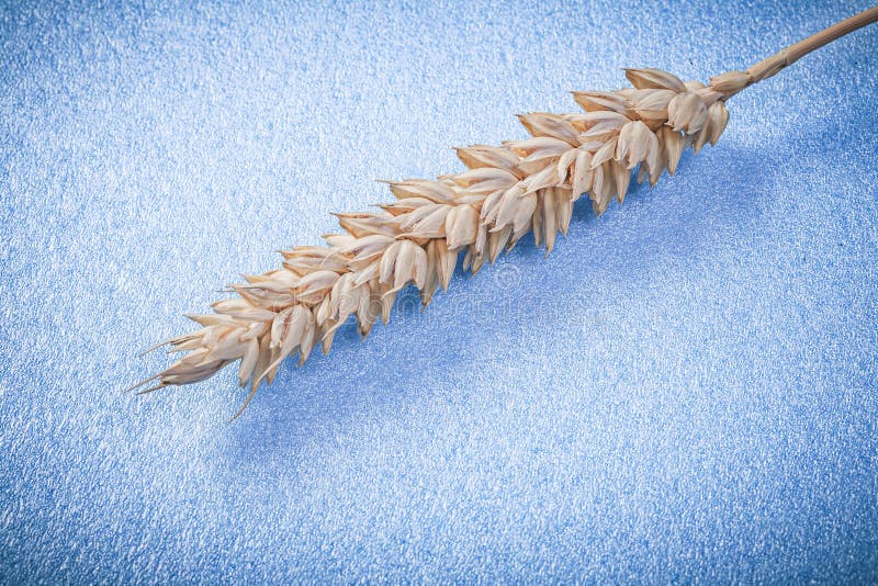 Wheat Ear on Blue Background Close Up View Stock Image - Image of close ...
