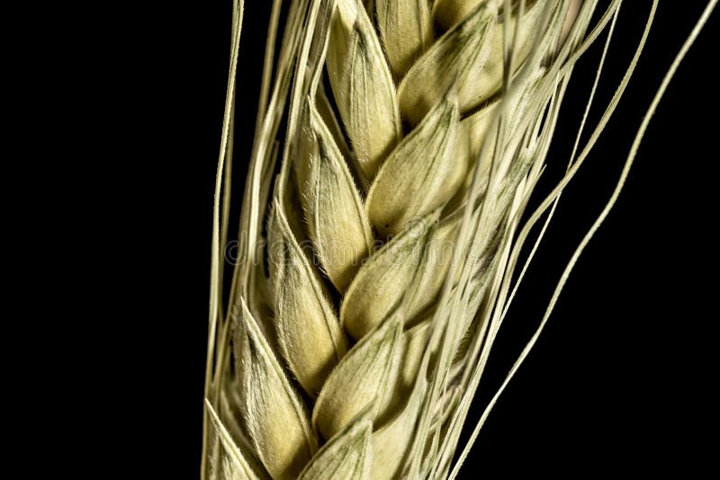 Wheat ear 2 stock photo. Image of fields, fragility, nature - 73538534