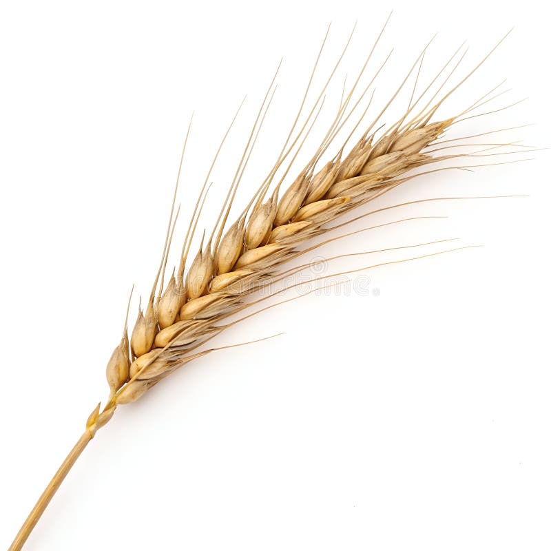 Wheat Ear d stock illustration. Illustration of plant - 356691487
