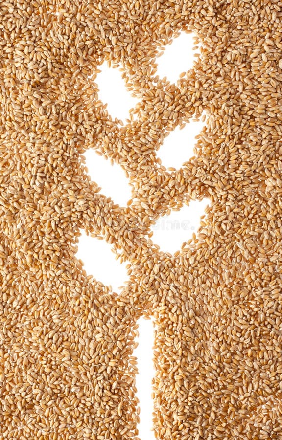 Wheat ear symbol stock photo. Image of ripe, straw, idyllic - 20702414