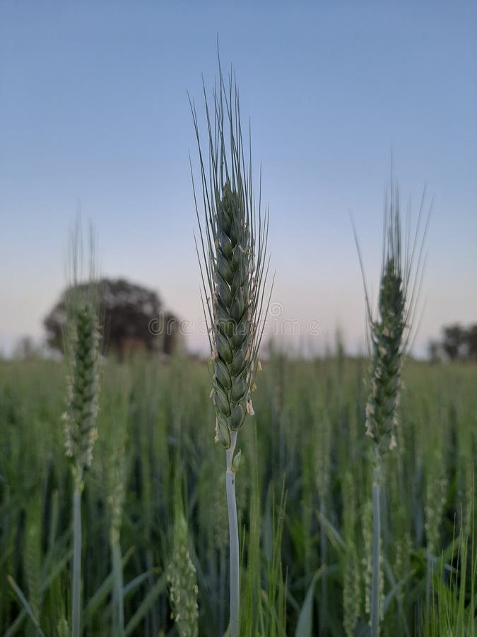 Wheat Earrings and Flowering Stock Photo - Image of wheatflower, stage ...