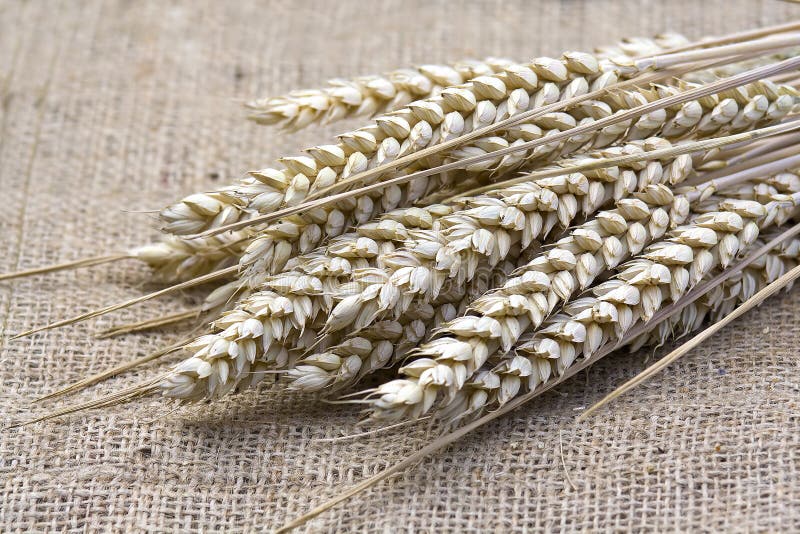 Wheat ears stock image. Image of natural, healthy, close - 15201369