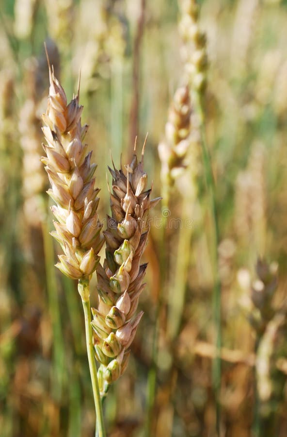 Wheat ears stock image. Image of growth, closeup, straw - 20338739