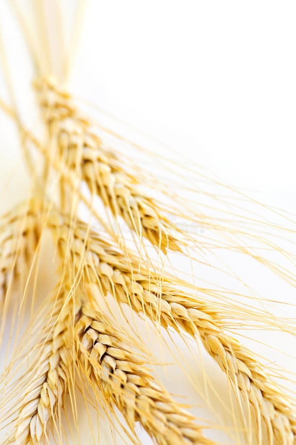 Wheat ears stock photo. Image of growth, natural, golden - 7845448