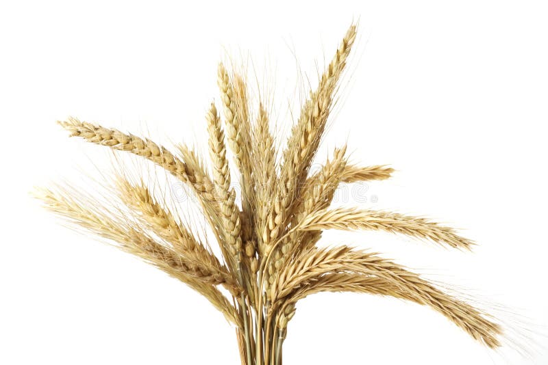 Wheat Ears Picture. Image: 7888903
