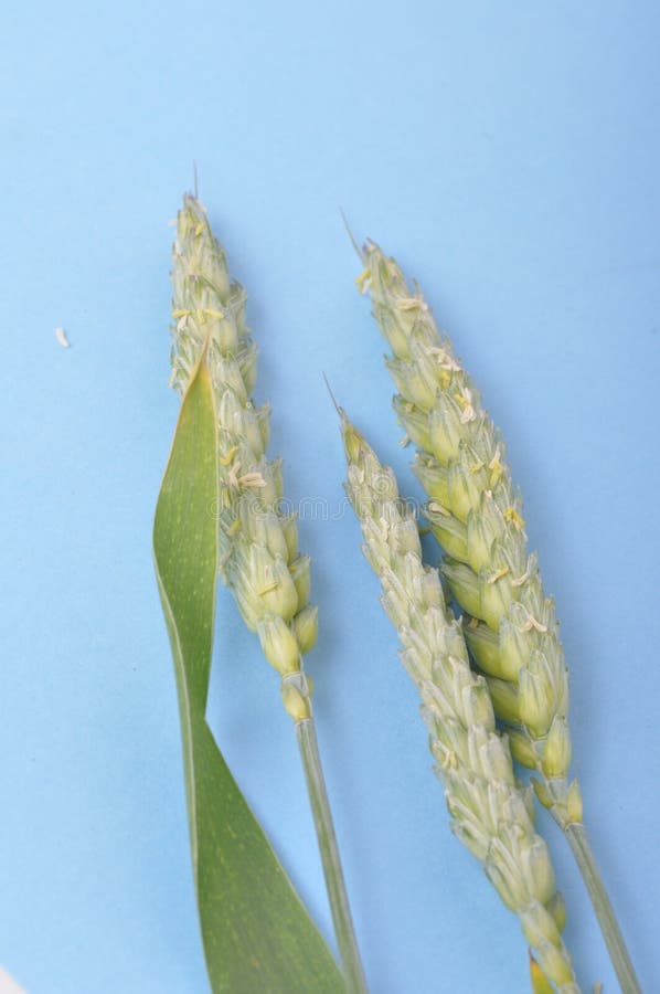 Wheat Ears in Bloom on a White Background Stock Image - Image of flower ...