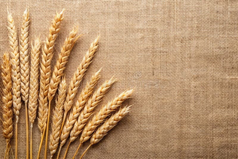 Wheat Ears Border on Burlap with Copy-Space Stock Illustration ...
