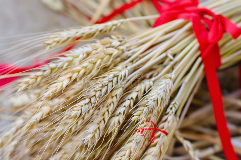 Wheat Ears Bundled Together with Red Ribbon Stock Photo - Image of ...