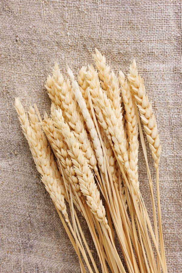 Wheat ears on burlap stock image. Image of bunch, agricultural - 23761289