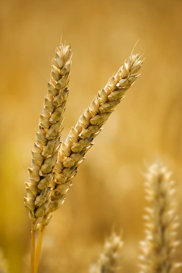 Wheat ears and grain stock image. Image of background - 21146667