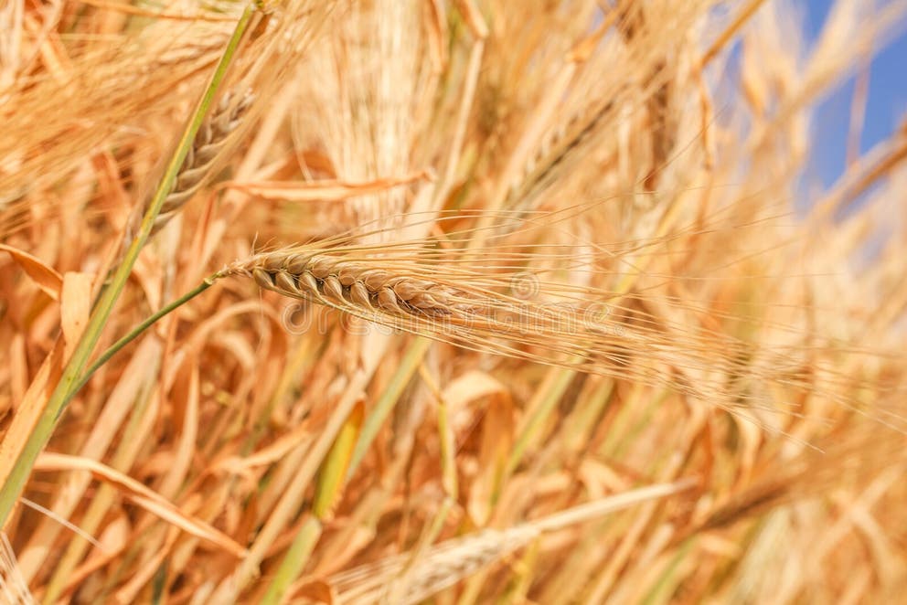 Wheat ears close-up stock image. Image of growth, sunlight - 31439575