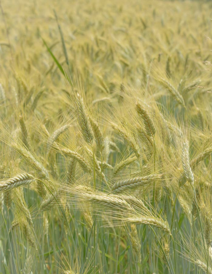 The wheat ears stock photo. Image of bread, farm, growth - 154850046