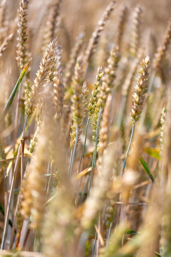 Wheat Ears or Wheat Heads in a Field Selectively Focusing on One Head ...