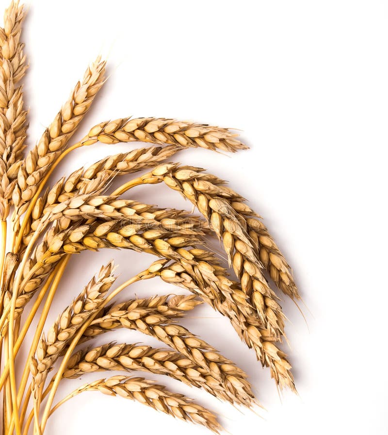 Wheat ears stock photo. Image of harvest, wheat, bakery - 42498266