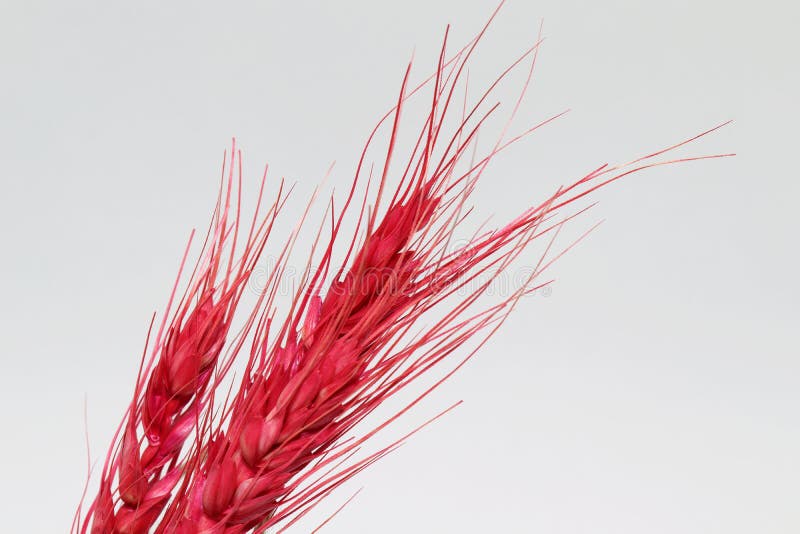 Wheat Ears are Painted Pink and Tied Together with a Thread. Suitable ...