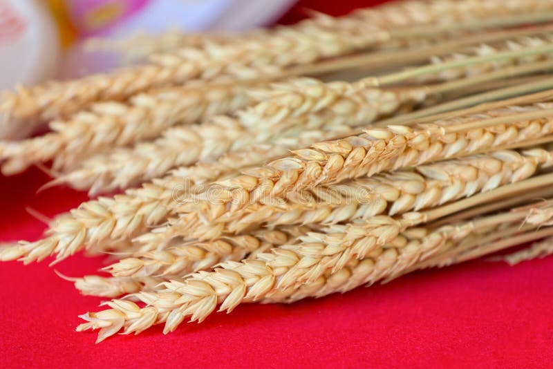 Wheat ears on red table stock photo. Image of cultivation - 283171474