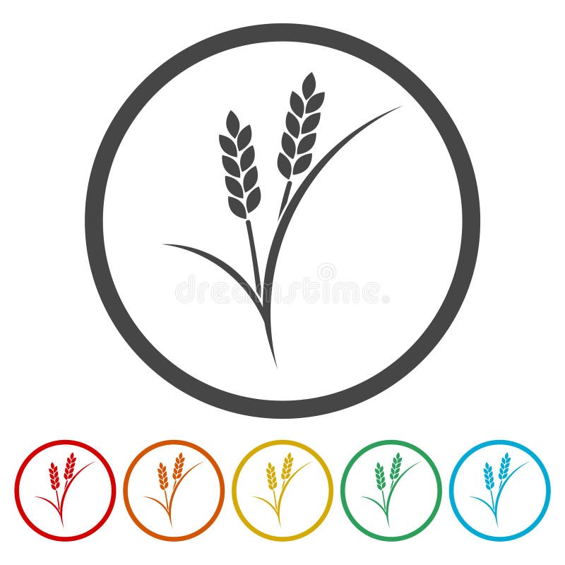 Wheat ears or rice icon stock vector. Illustration of element - 142443049