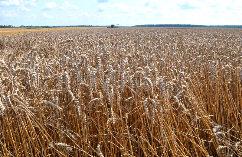 The Wheat is Ripe in the Field Stock Photo - Image of harvester ...