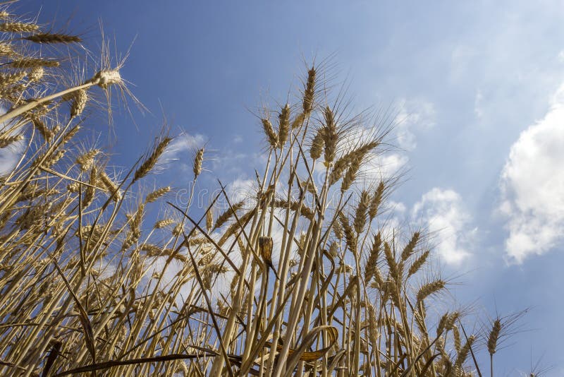 Wheat stock image. Image of horizon, outdoors, grain - 31918077