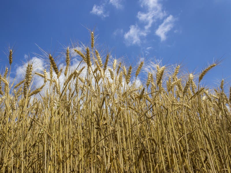 Wheat stock image. Image of cereal, grain, landscape - 31918113
