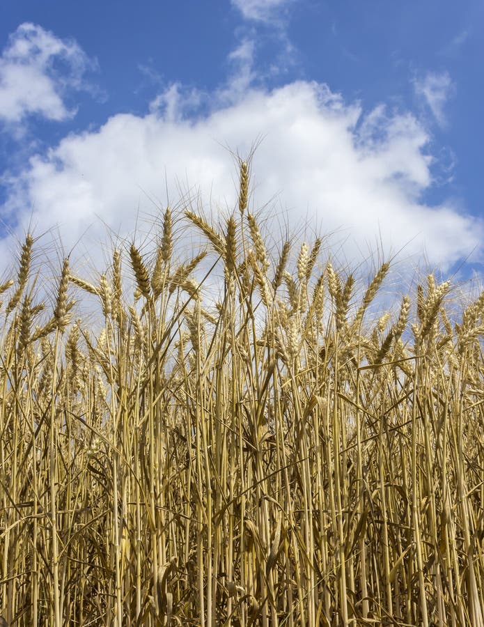 Wheat stock image. Image of clouds, ears, field, botany - 31918129