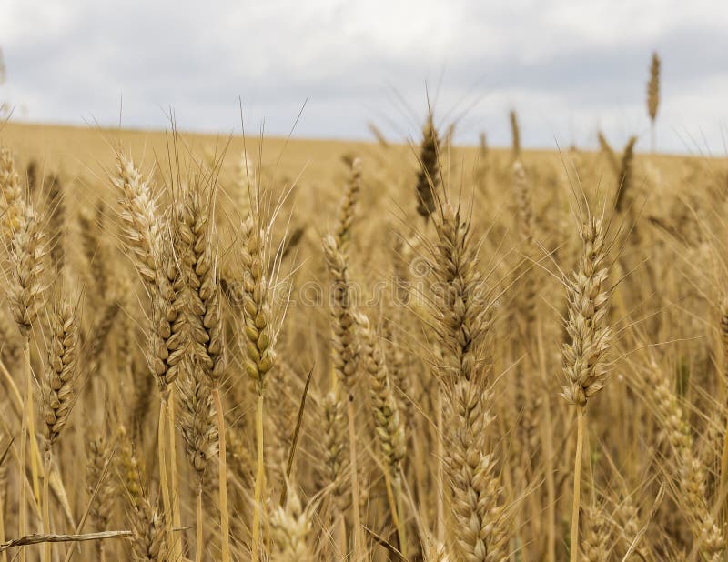 Wheat stock image. Image of botany, outdoors, panorama - 32108431