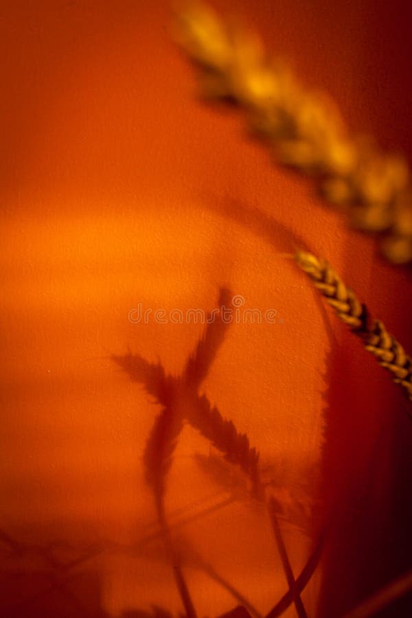 Wheat ears shadow stock photo. Image of corn, background - 43723224