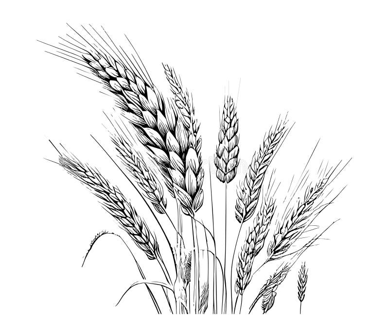 Wheat Ears Sketch Hand Drawn Engraved Style Stock Vector - Illustration ...