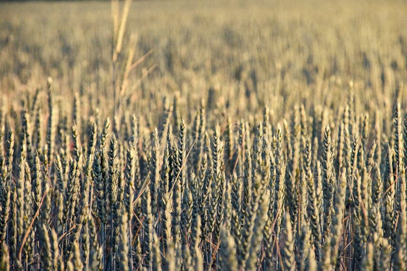 Wheat ears in sunlight stock image. Image of grass, country - 150154595