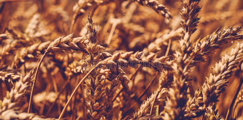 Wheat ears texture stock photo. Image of natural, summer - 230768832