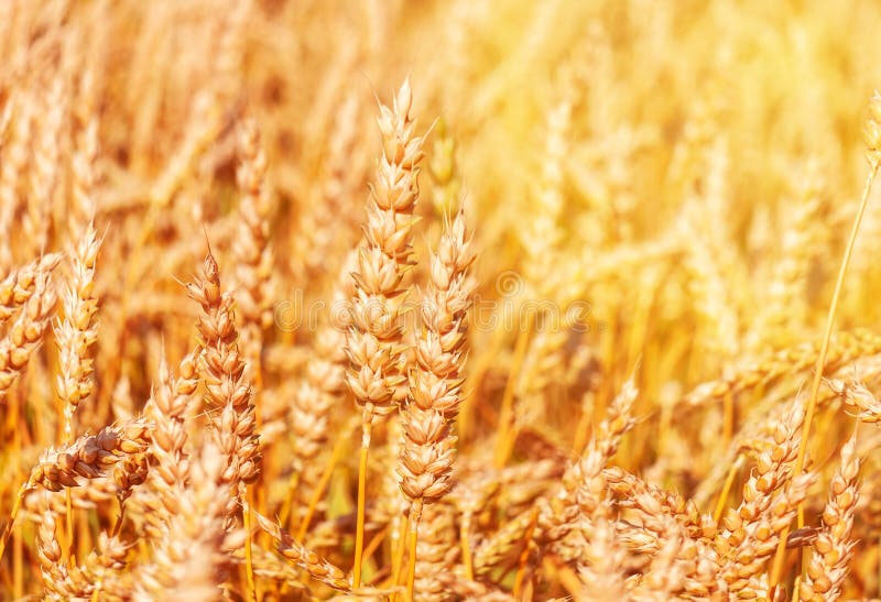 Wheat ears texture stock image. Image of seed, rough - 72548883